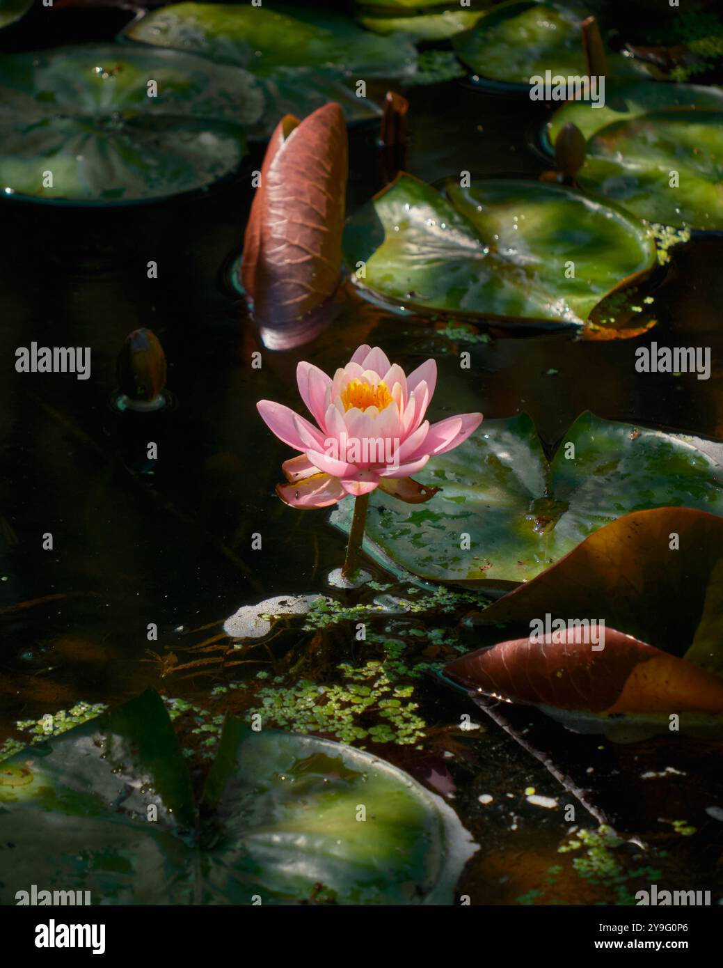 The image features a serene pink pond lily as its centerpiece, floating ...