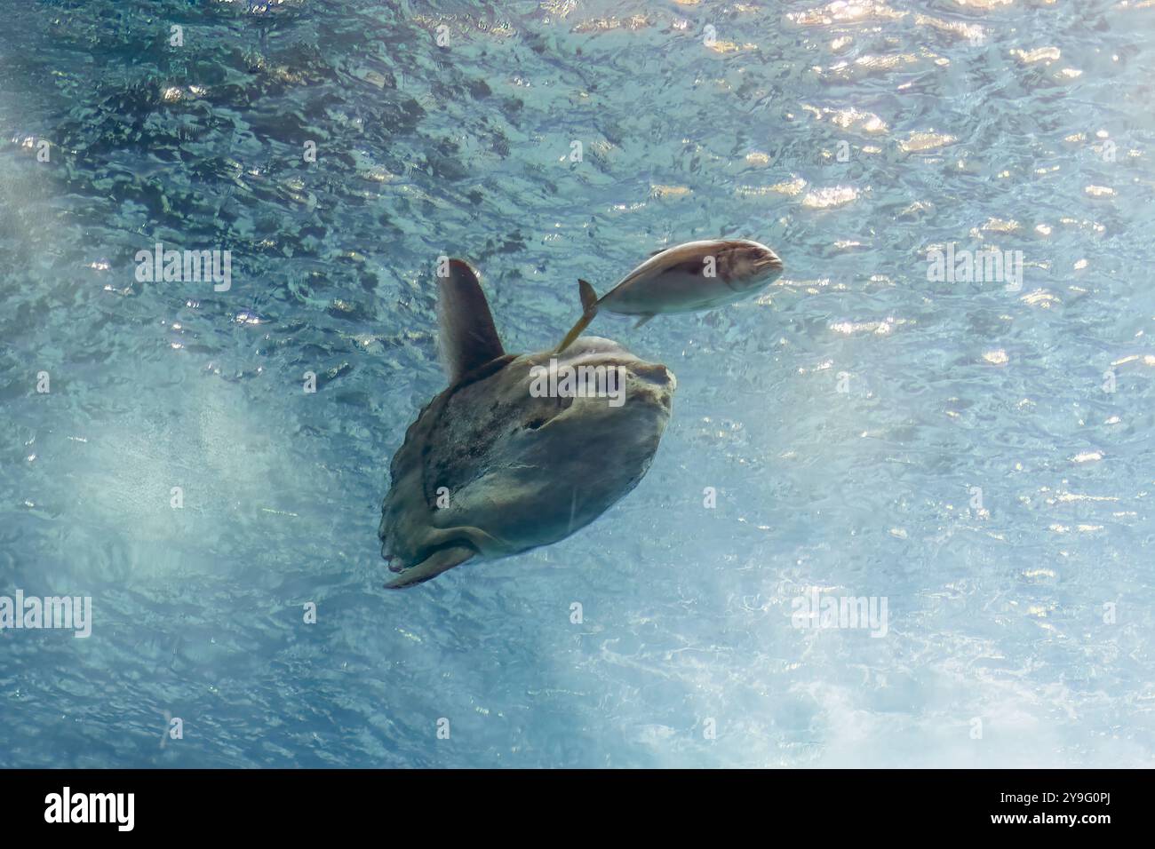 Beautiful xareu and sunfish passing by Stock Photo - Alamy