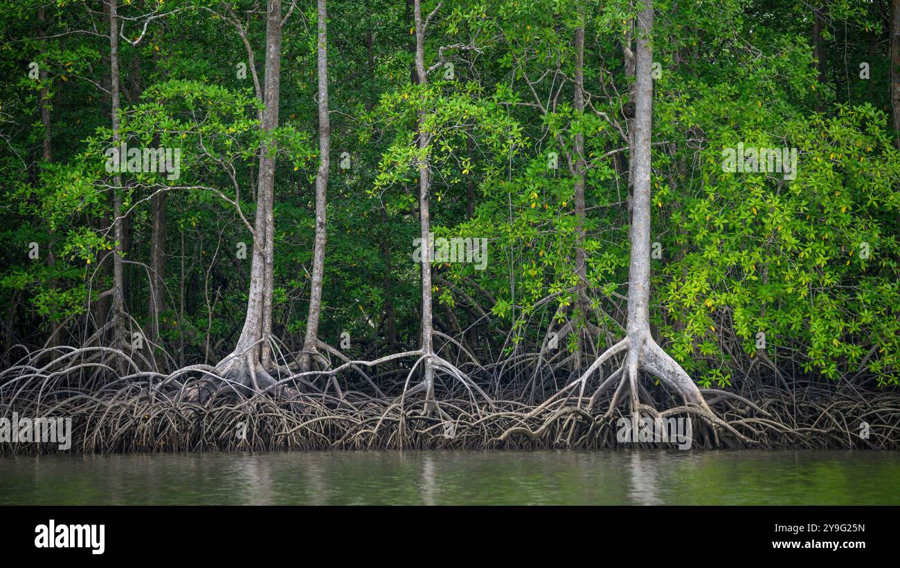 Mangrove along the Sierpe River in Puntarenas Province Costa Rica Stock ...