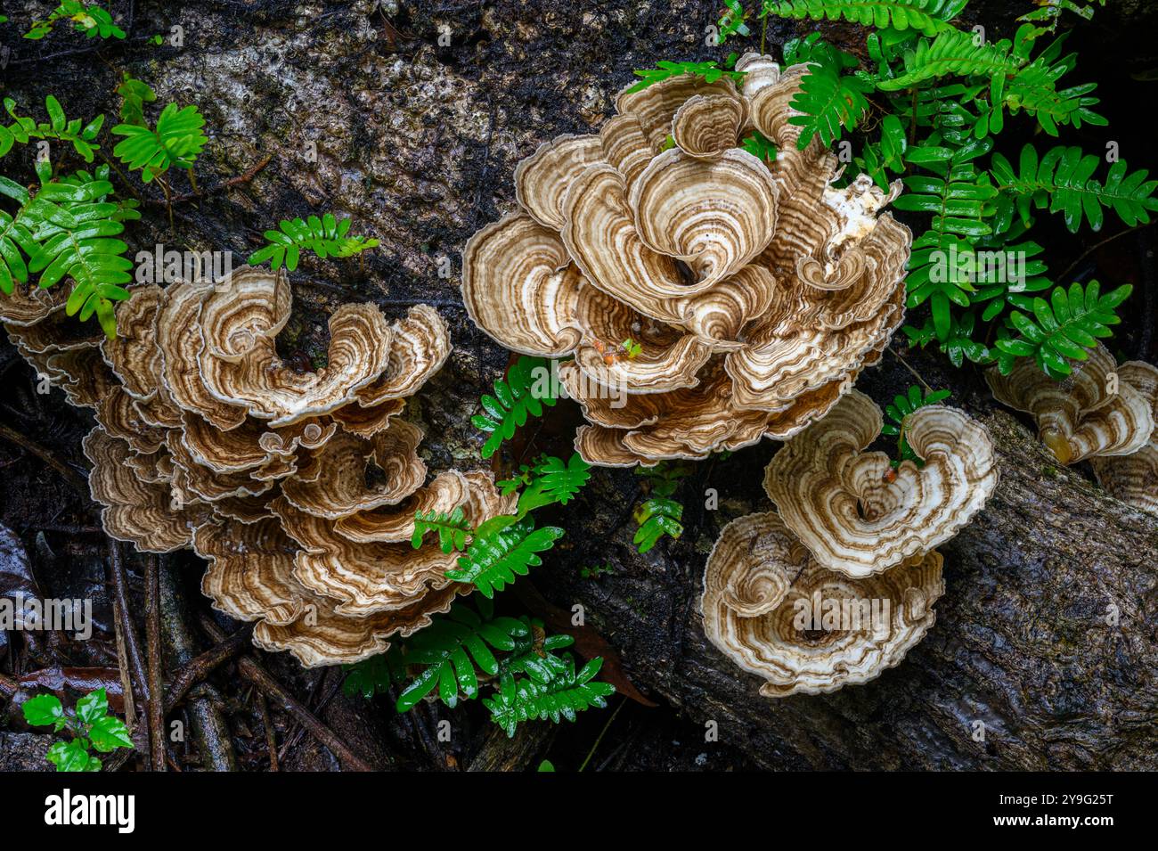Trametes menziesii hi-res stock photography and images - Alamy