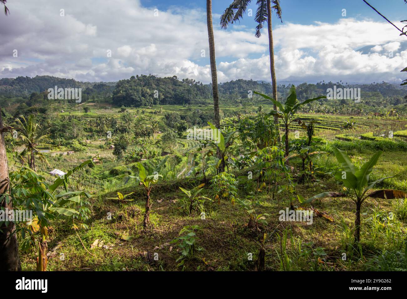 tropical landscape. Rice fields jungle and lots of nature on an island ...