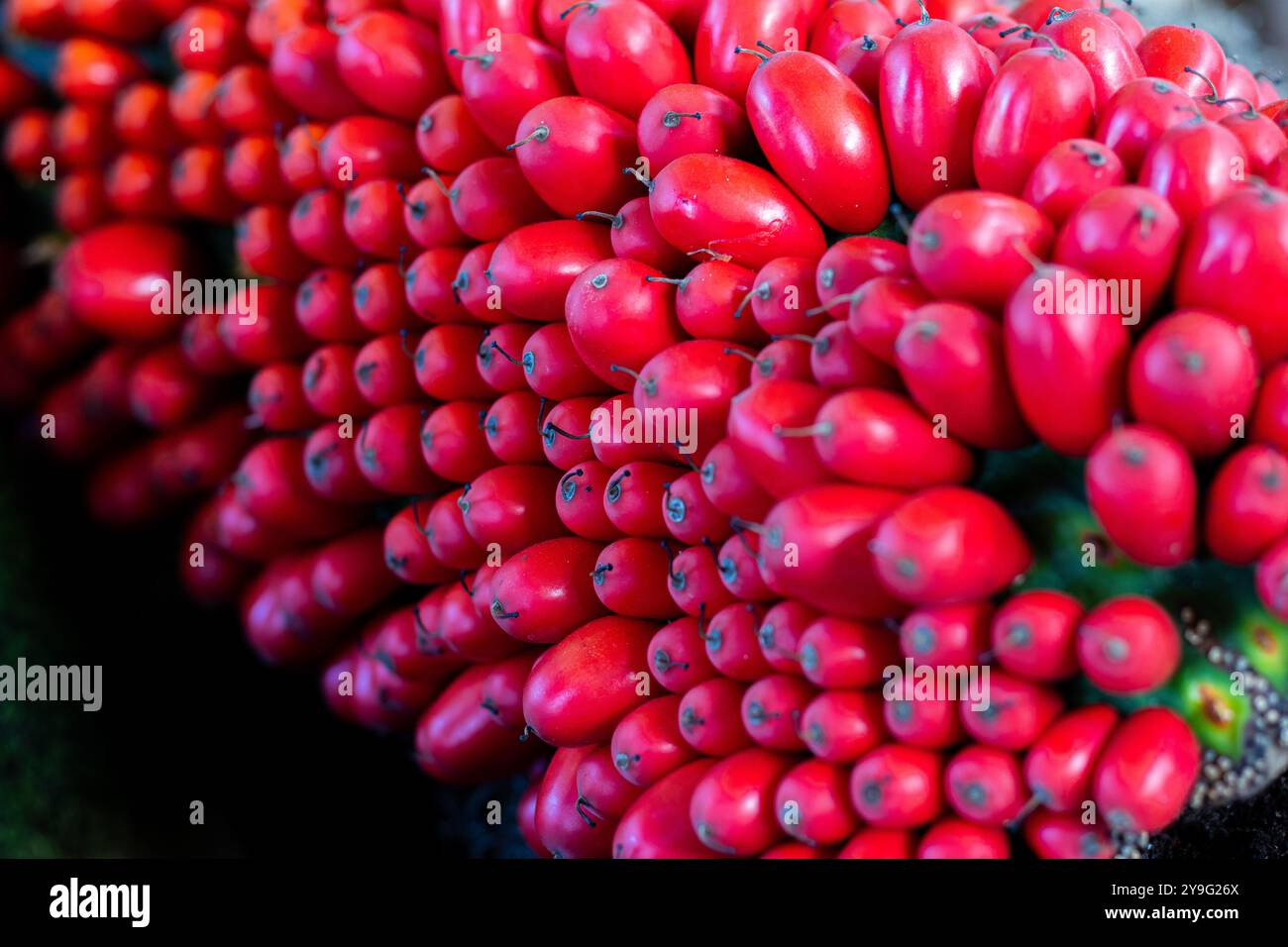 Corpse flower fruit hi-res stock photography and images - Alamy