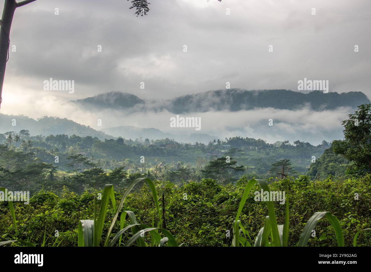 tropical landscape. Rice fields jungle and lots of nature on an island ...