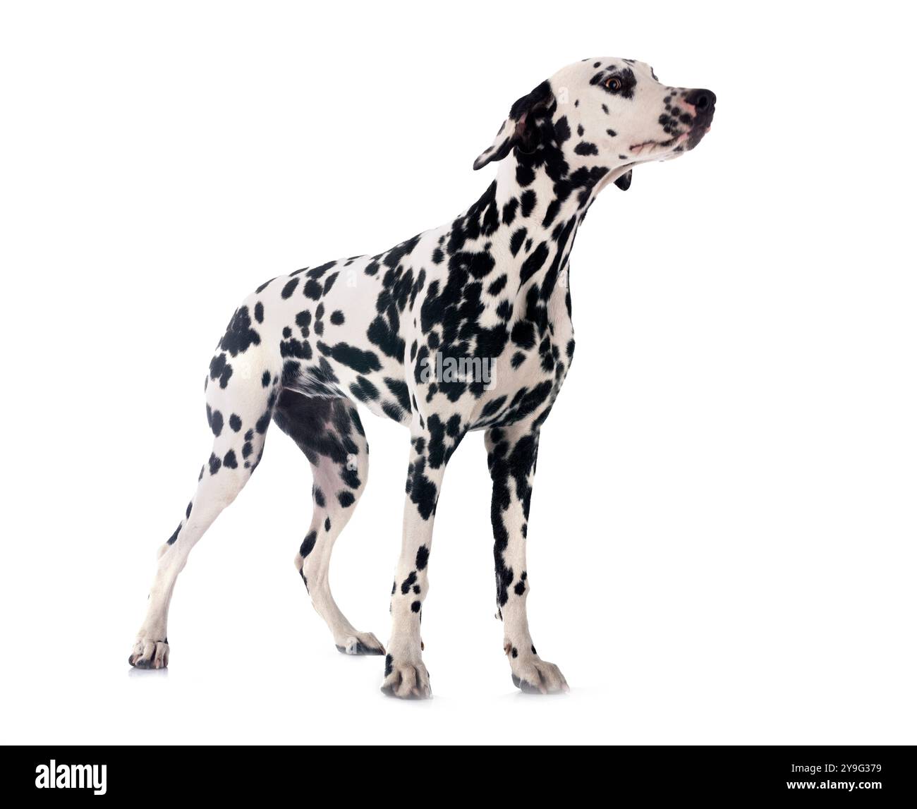 puppy dalmatian in front of white background Stock Photo - Alamy