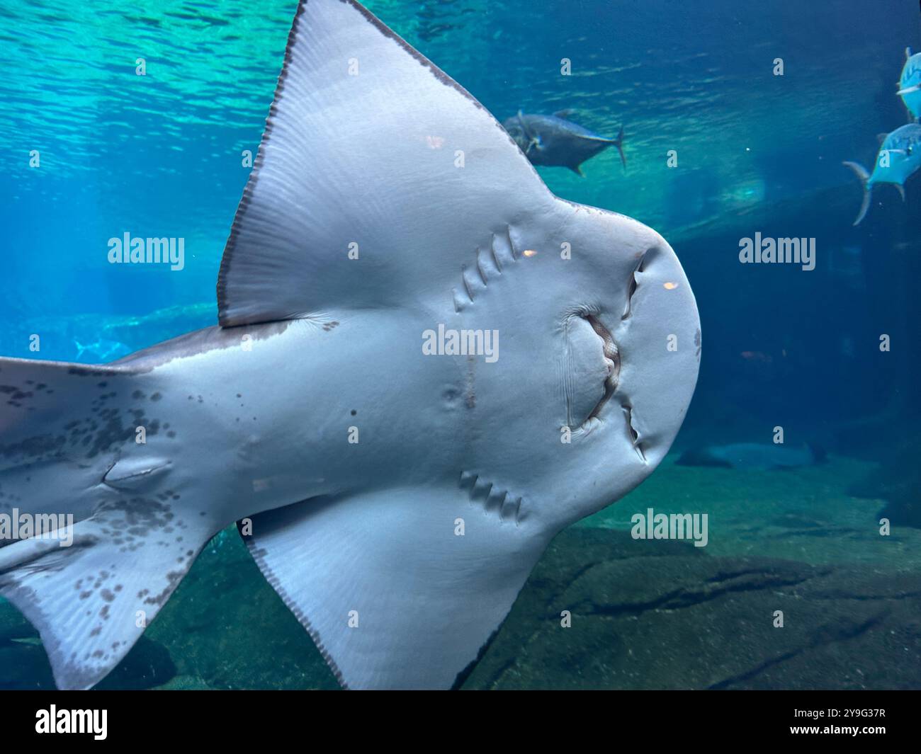 Sting ray eating hi-res stock photography and images - Alamy
