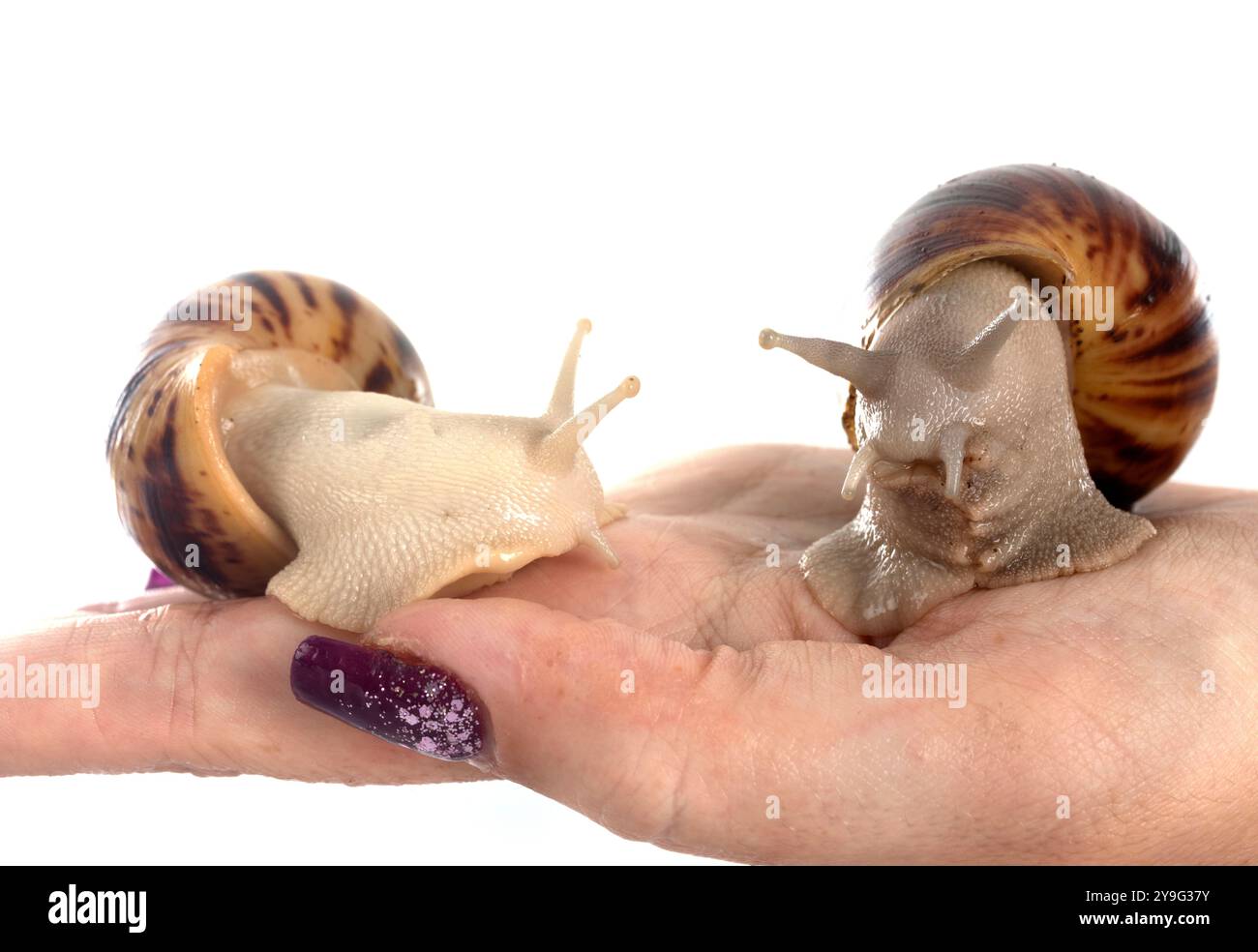 giant african snail in front of white background Stock Photo - Alamy