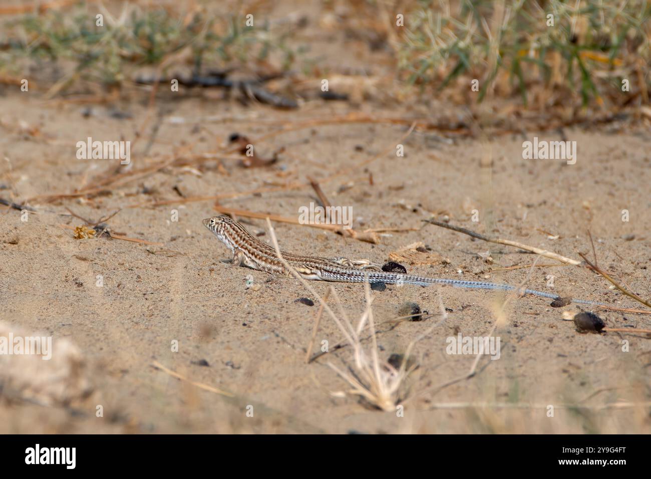 Indian fringe fingered lizard hi-res stock photography and images - Alamy