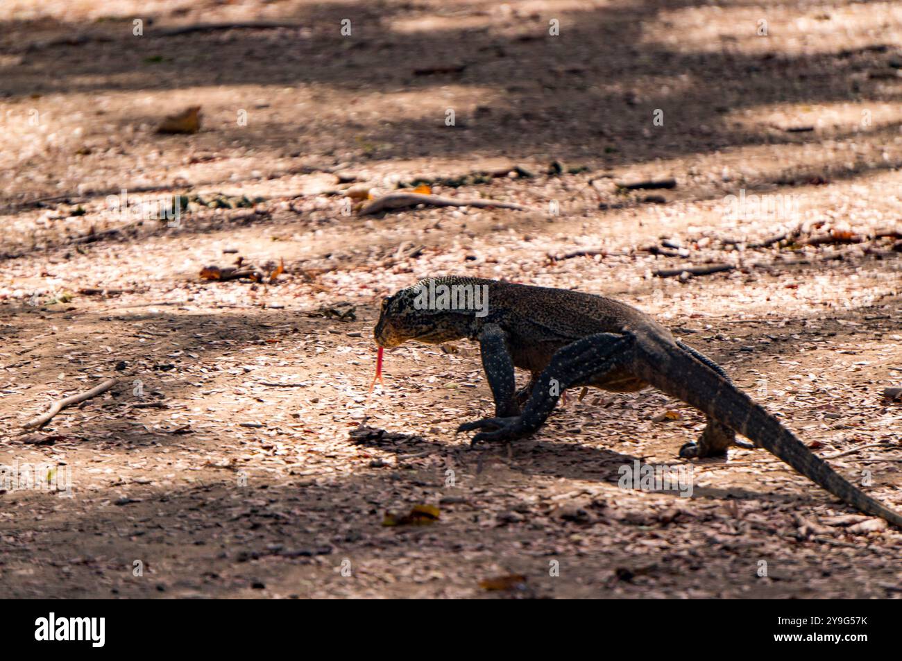 Parque nacional de komodo, indonesia hi-res stock photography and ...