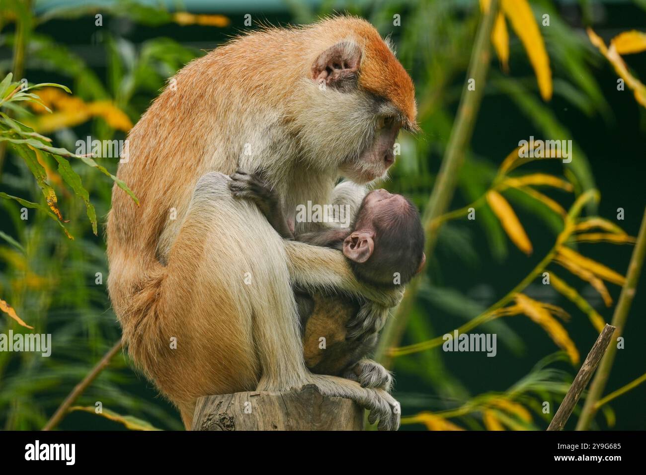 A mother macaque monkey, once part of the illegal pet trade, tenderly ...