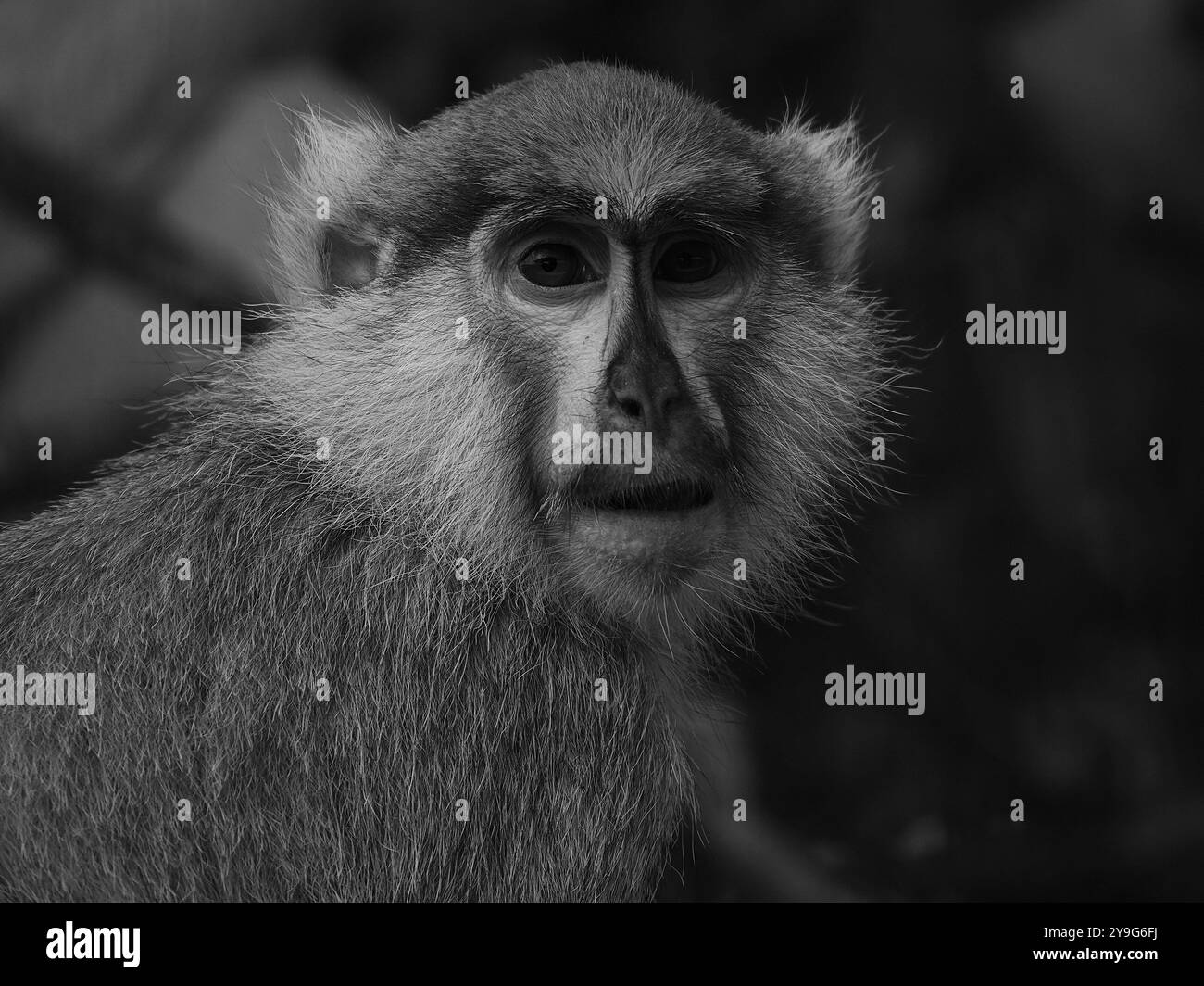 Close up head shot of a macaque monkey. It has an amusing facial ...