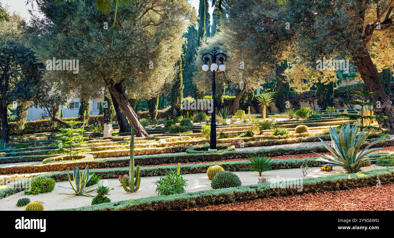 Cacti and olive trees in the Bahai Gardens at Mount Carmel in Haifa ...