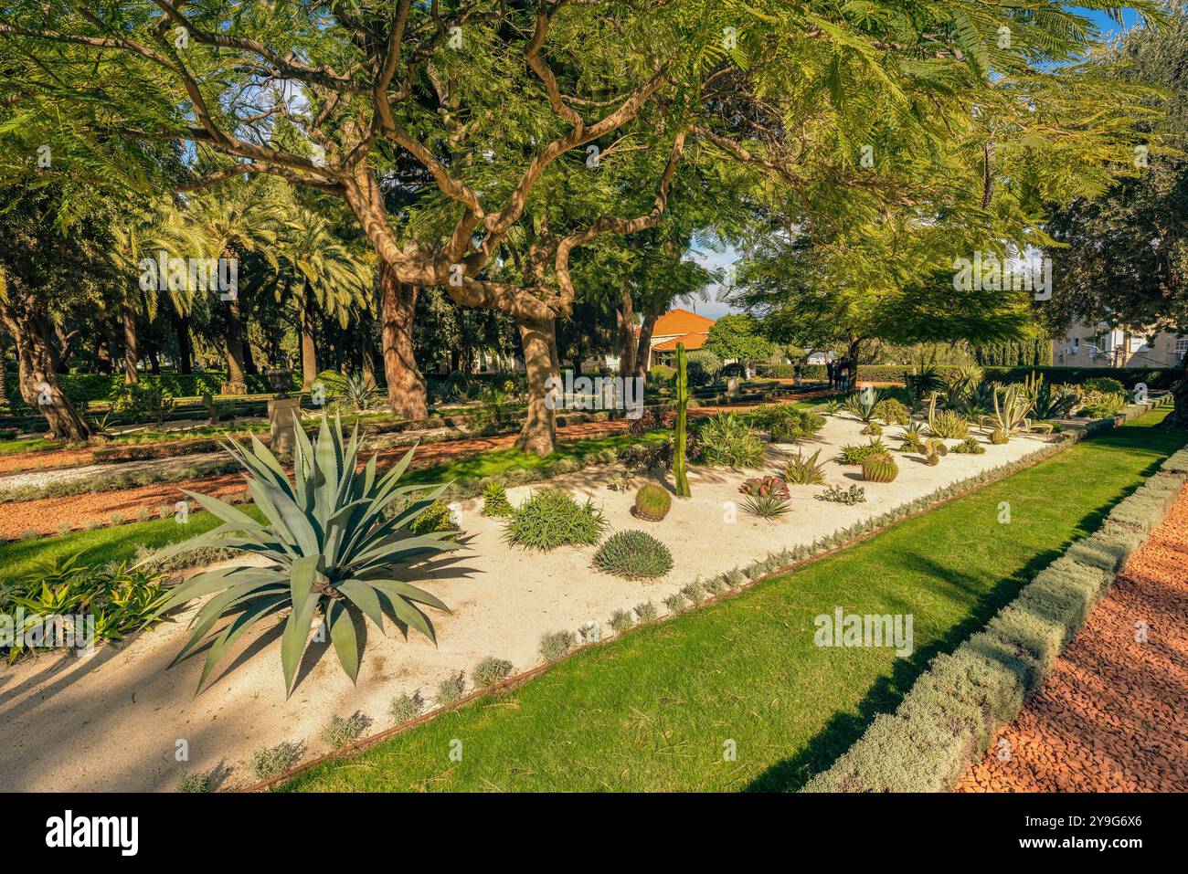 Cacti and olive trees in the Bahai Gardens at Mount Carmel in Haifa ...