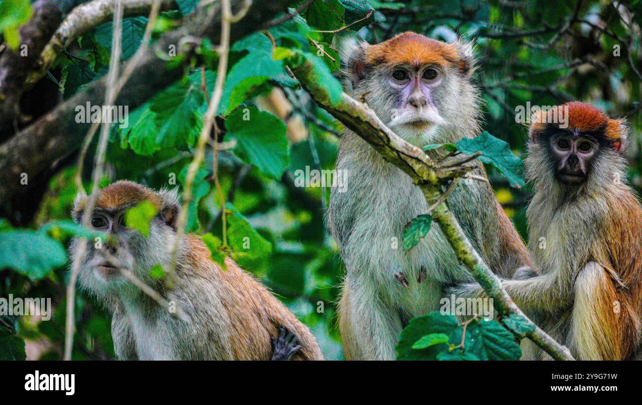 Three macaque monkeys, once part of the illegal pet trade, sit in the ...