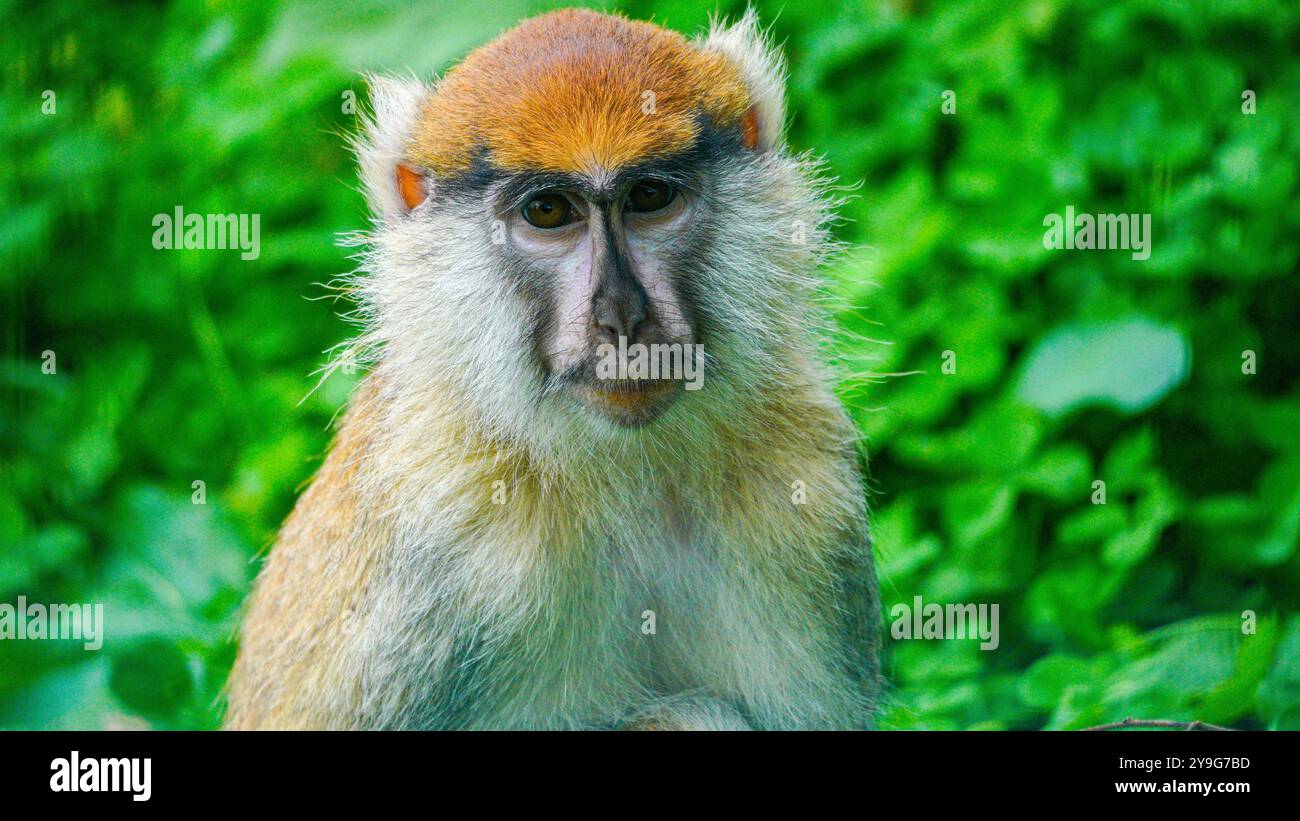 Close up head shot of a macaque monkey. It has an amusing facial ...