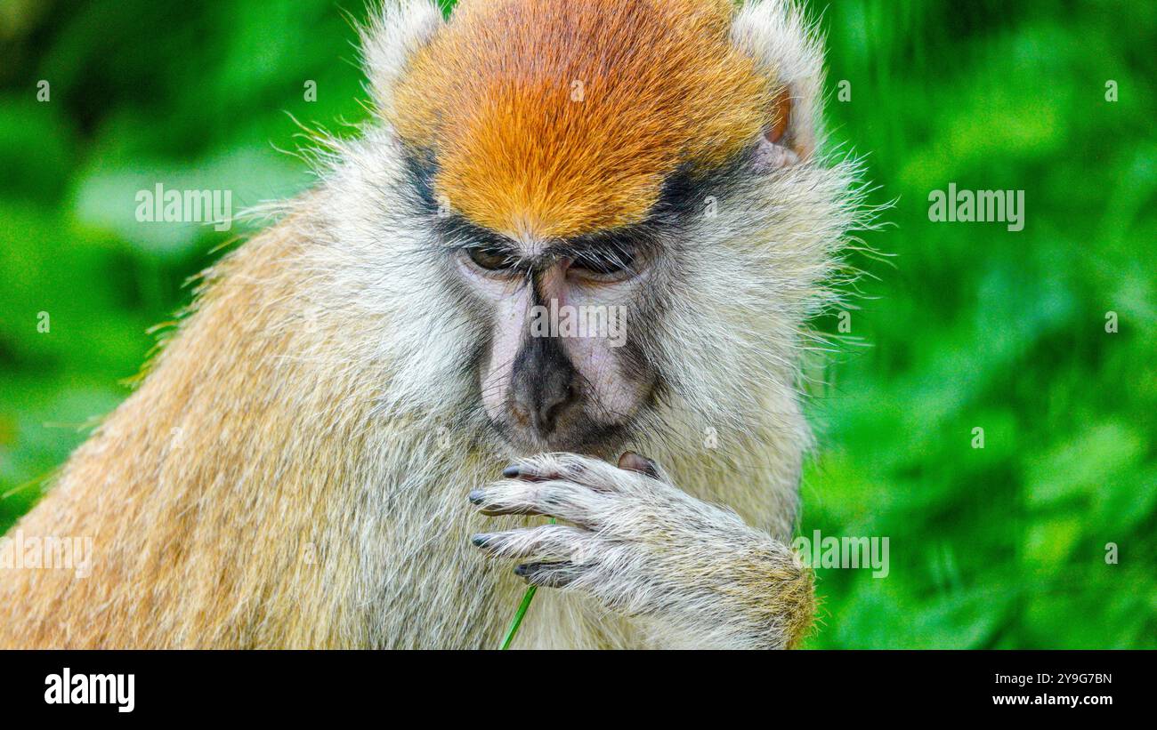 Close up head shot of a macaque monkey. It has an amusing facial ...