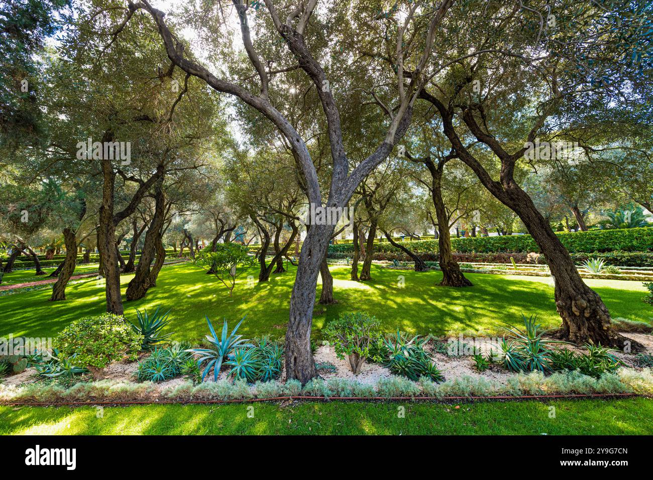 Cacti and olive trees in the Bahai Gardens at Mount Carmel in Haifa ...