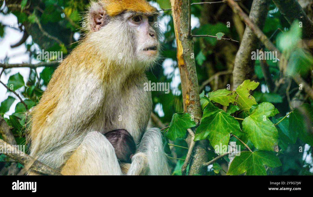 A mother macaque monkey, holds her baby close to her and keeps a look ...