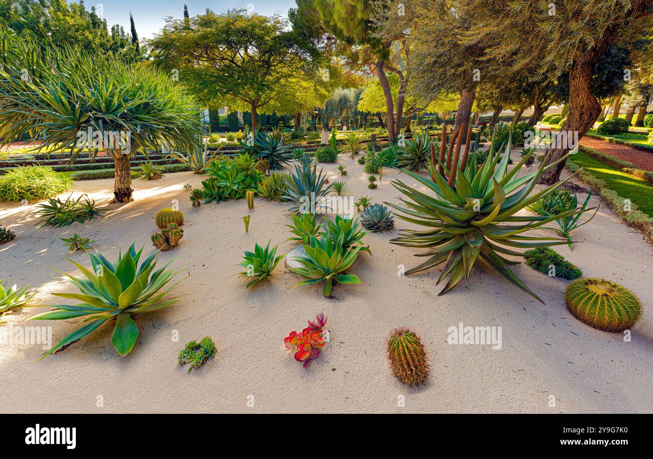 Cacti and olive trees in the Bahai Gardens at Mount Carmel in Haifa ...