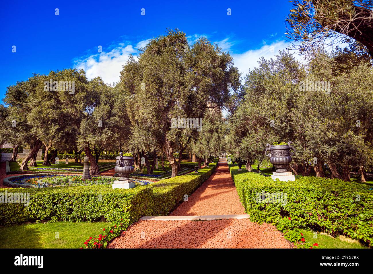 Beautiful olive trees in the Bahai Gardens at Mount Carmel in Haifa ...