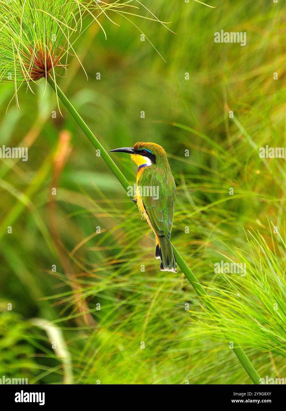 Little Bee-eater ( Merops pusillus) - Uganda Stock Photo - Alamy