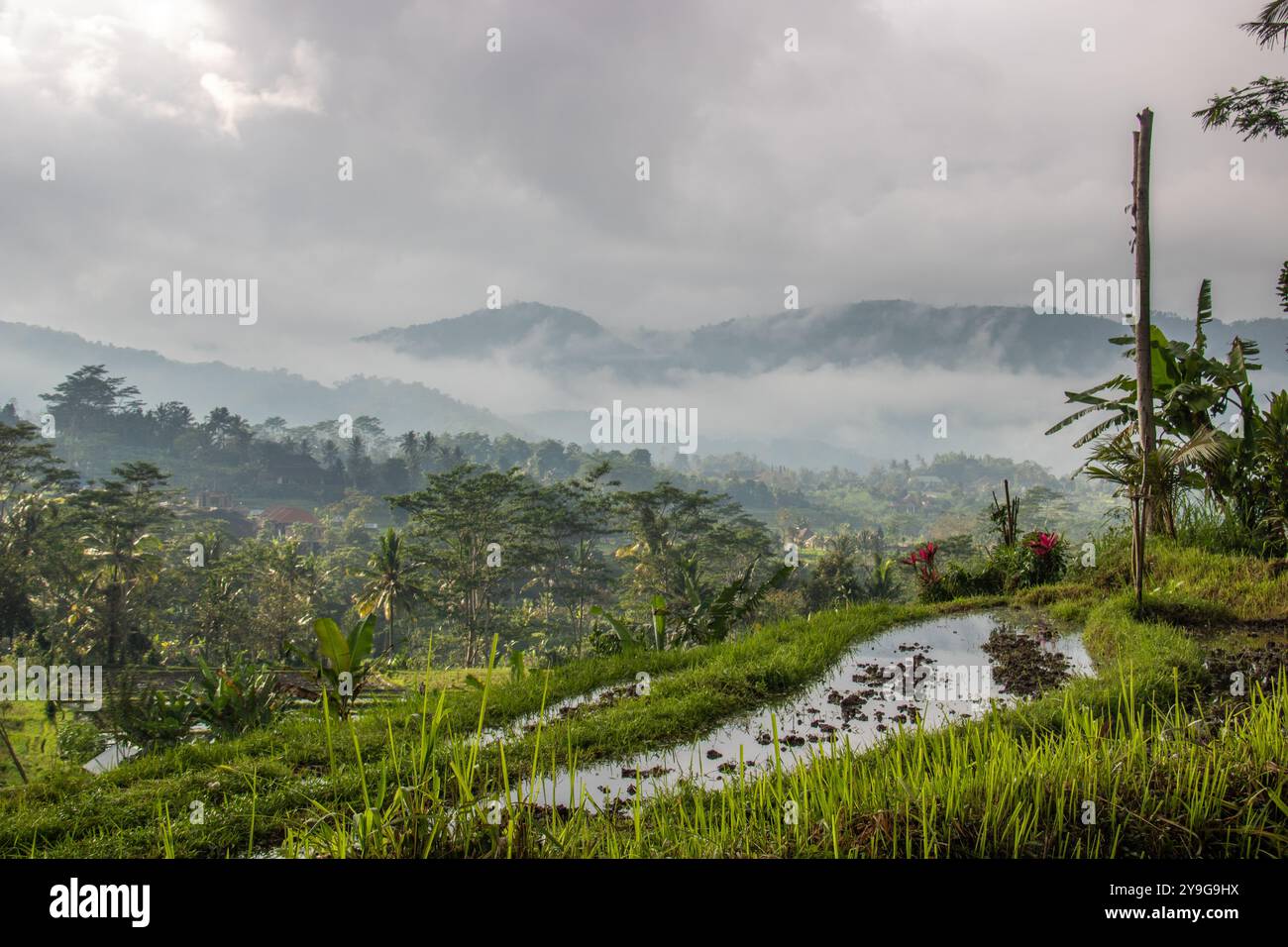 tropical landscape. Rice fields jungle and lots of nature on an island ...