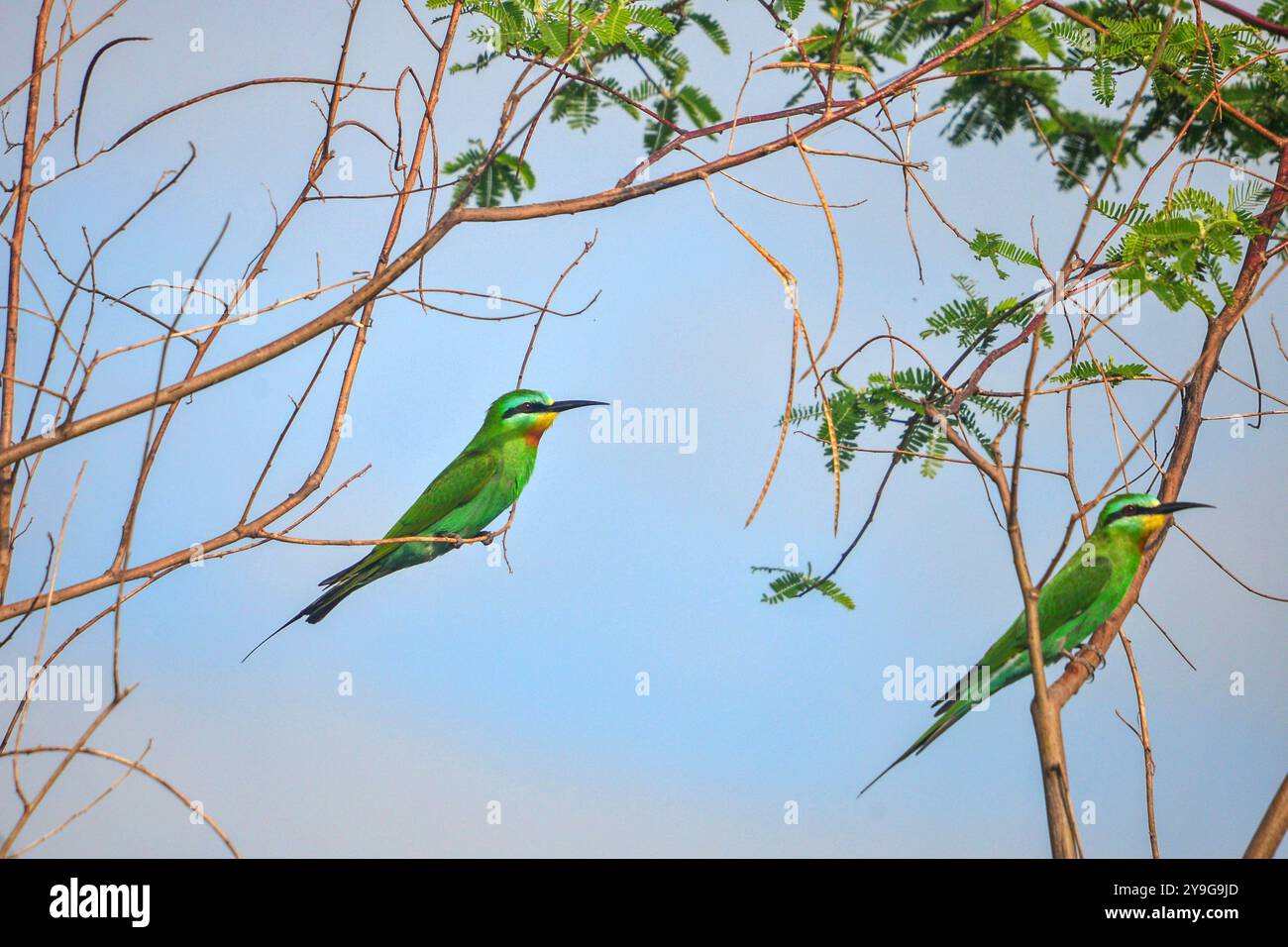 Blue- cheecked Bee eater (Merops persicus Stock Photo - Alamy