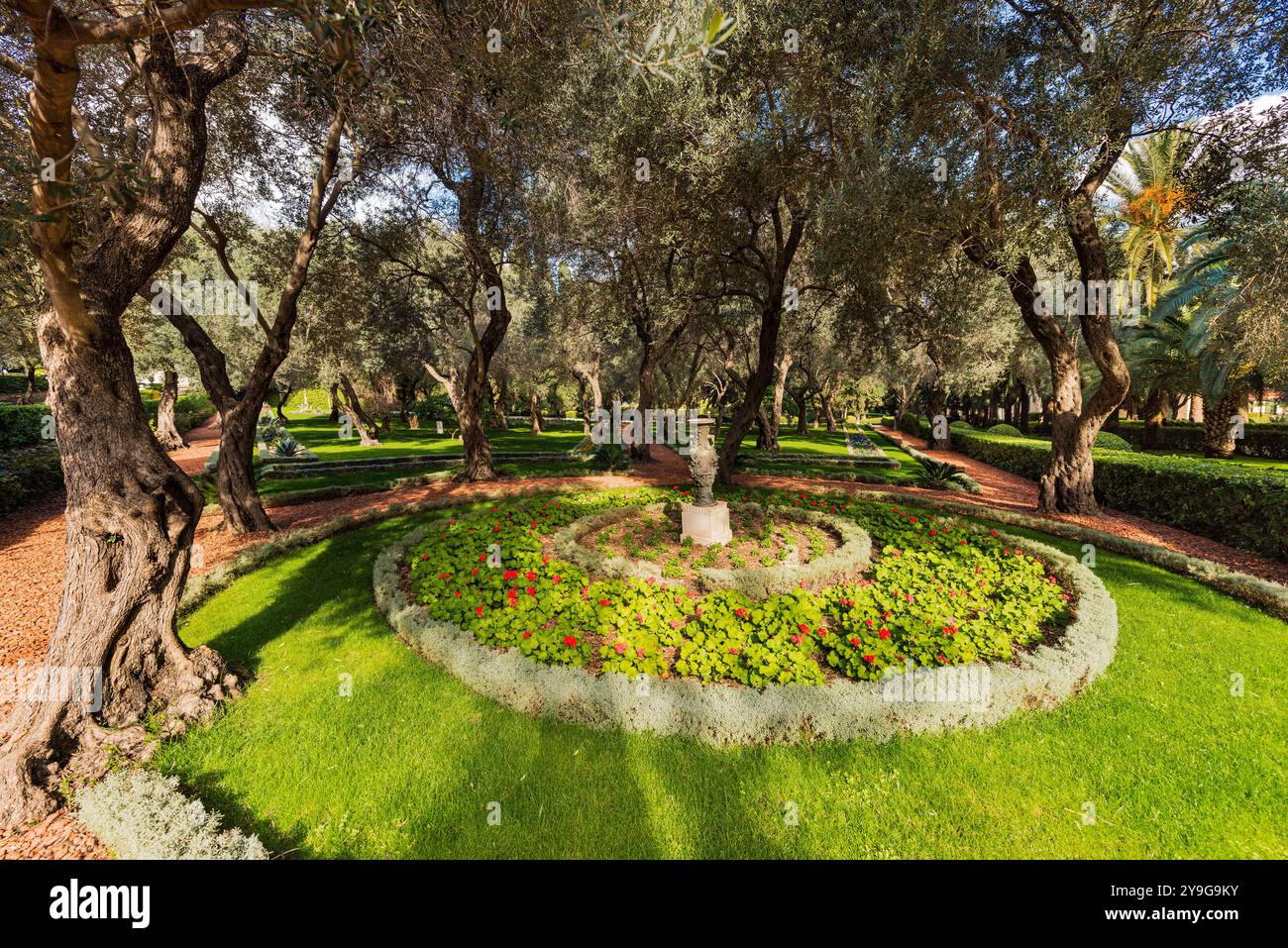 Beautiful olive trees in the Bahai Gardens at Mount Carmel in Haifa ...
