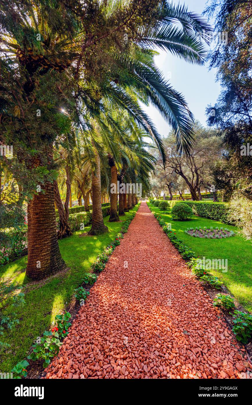 Palm trees in the Bahai Gardens at Mount Carmel in Haifa, Israel ...