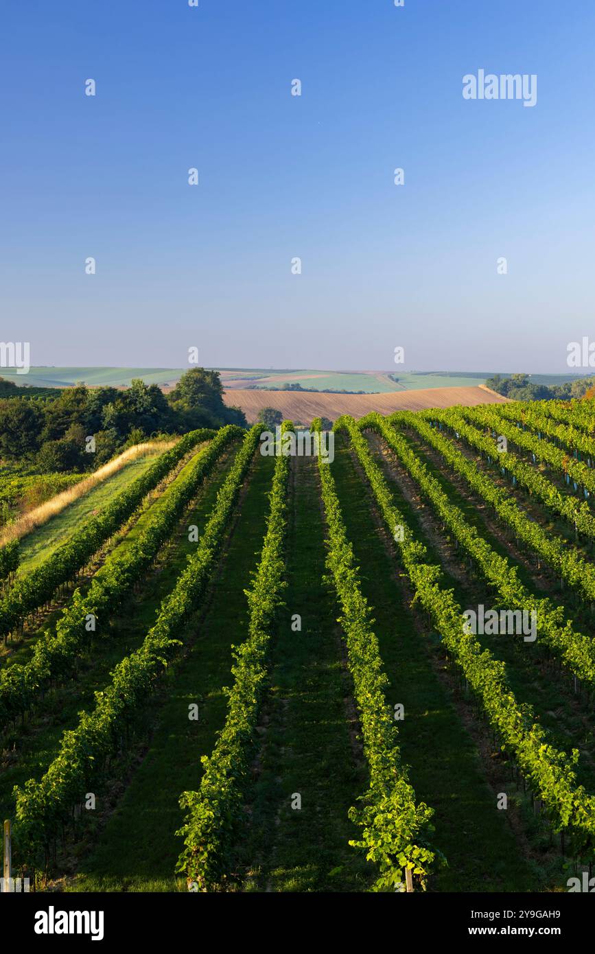 Vineyards with flovers near Cejkovice, Southern Moravia, Czech Republic ...