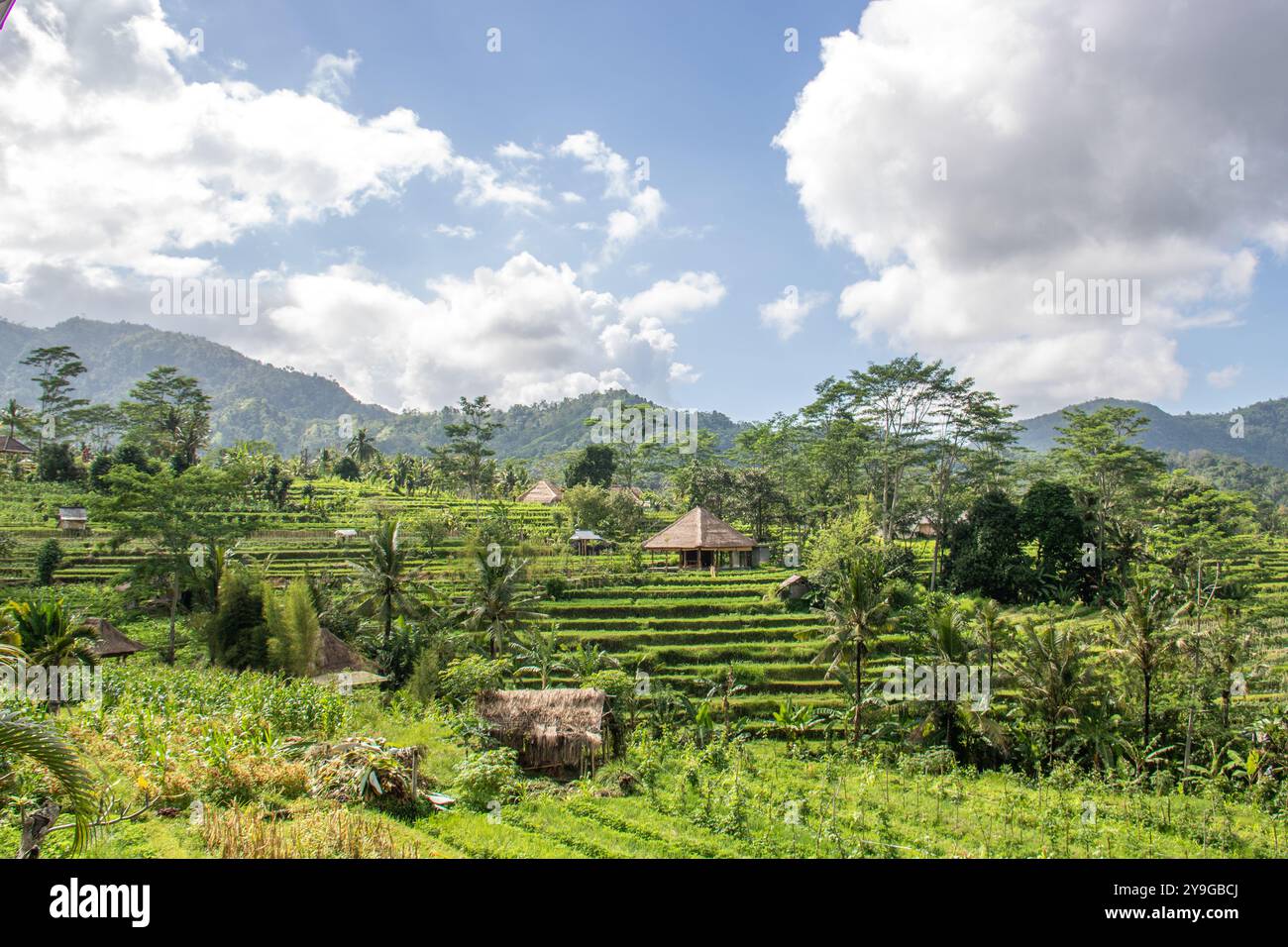 tropical landscape. Rice fields jungle and lots of nature on an island ...