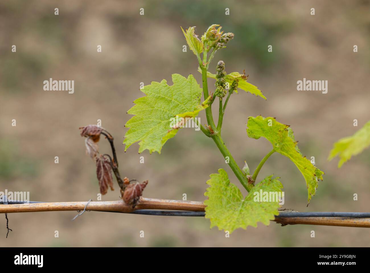 Spring vineyard damaged by heavy frost (brown parts are dead), vineyard ...