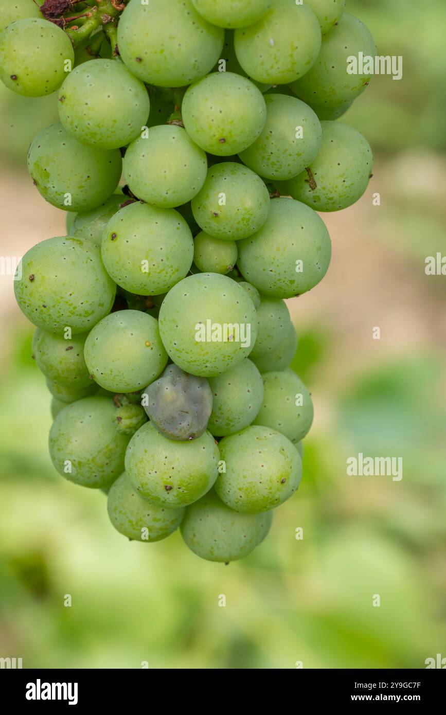 Grapes infested with rot and mold Stock Photo - Alamy