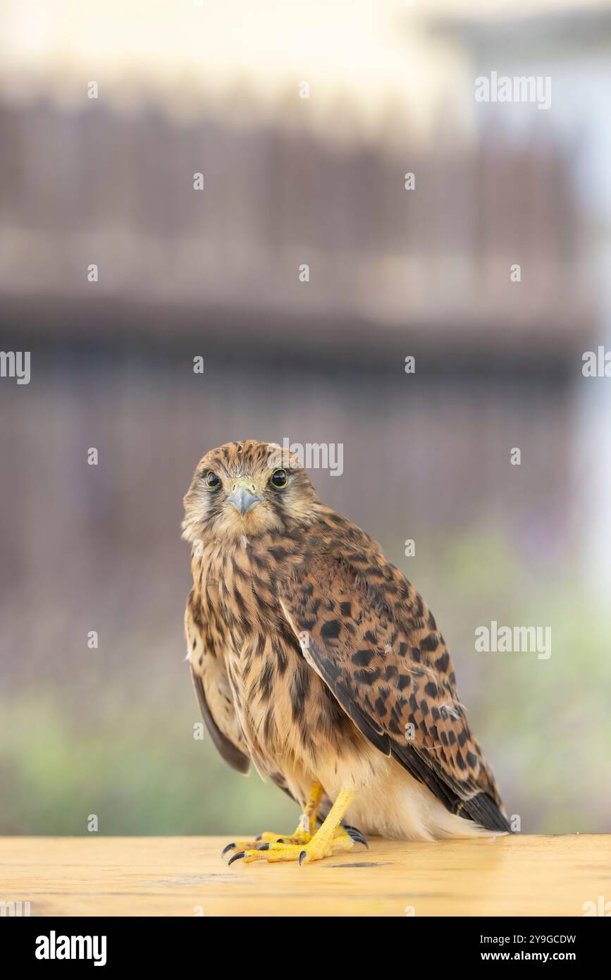 Common kestrel (Falco tinnunculus), falcon family Falconidae, Southern ...