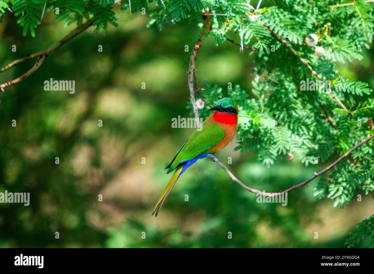 Red-breasted - Bee - eater ( Merops bullock Stock Photo - Alamy