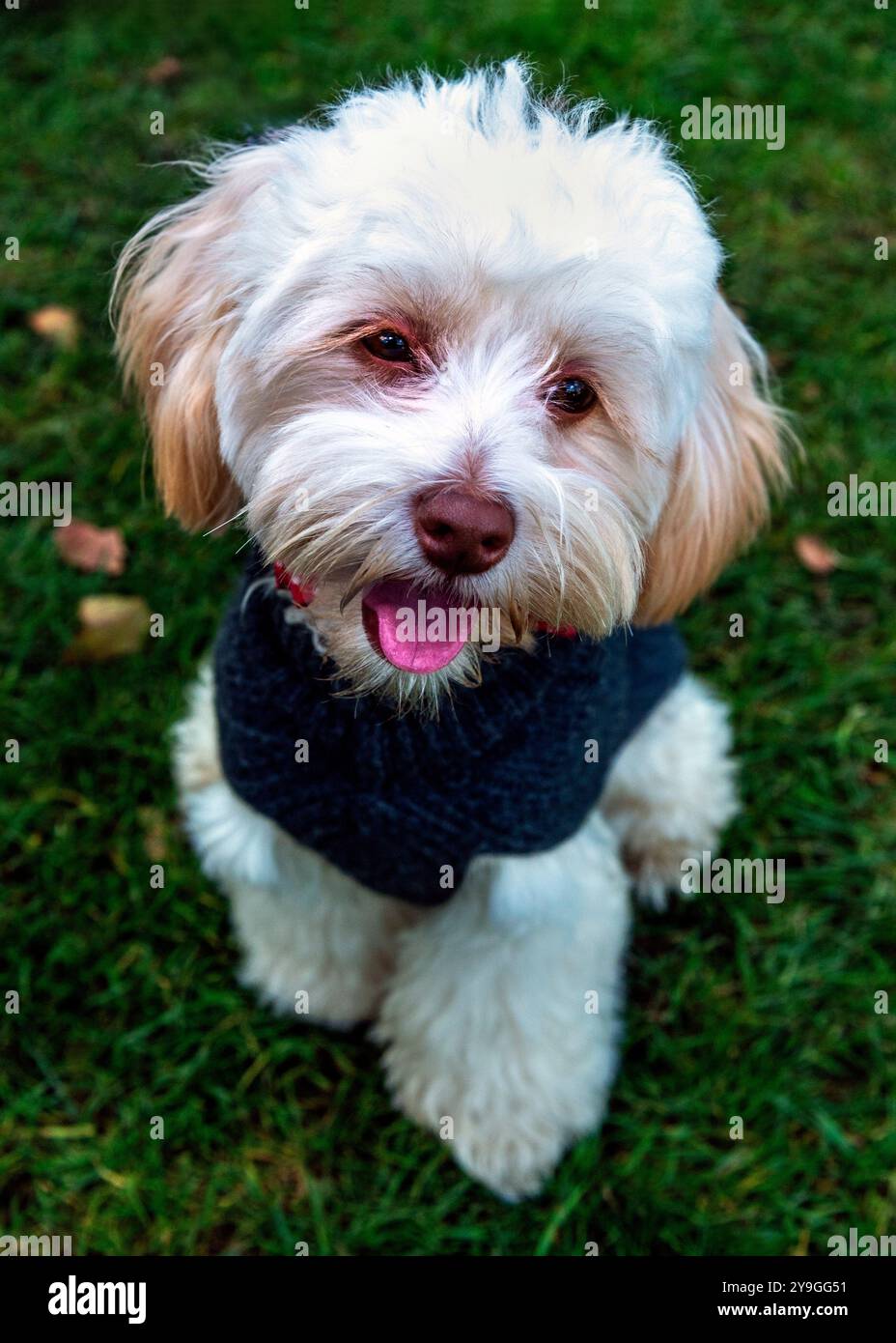 Chelsea Dog Day 2024 Stock Photo - Alamy