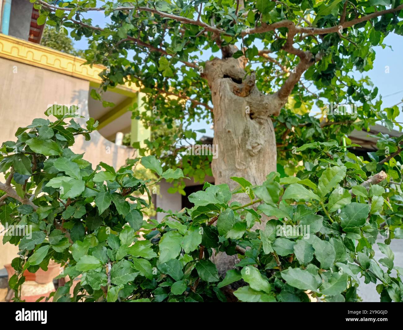 very beautiful bonsai tree Stock Photo - Alamy