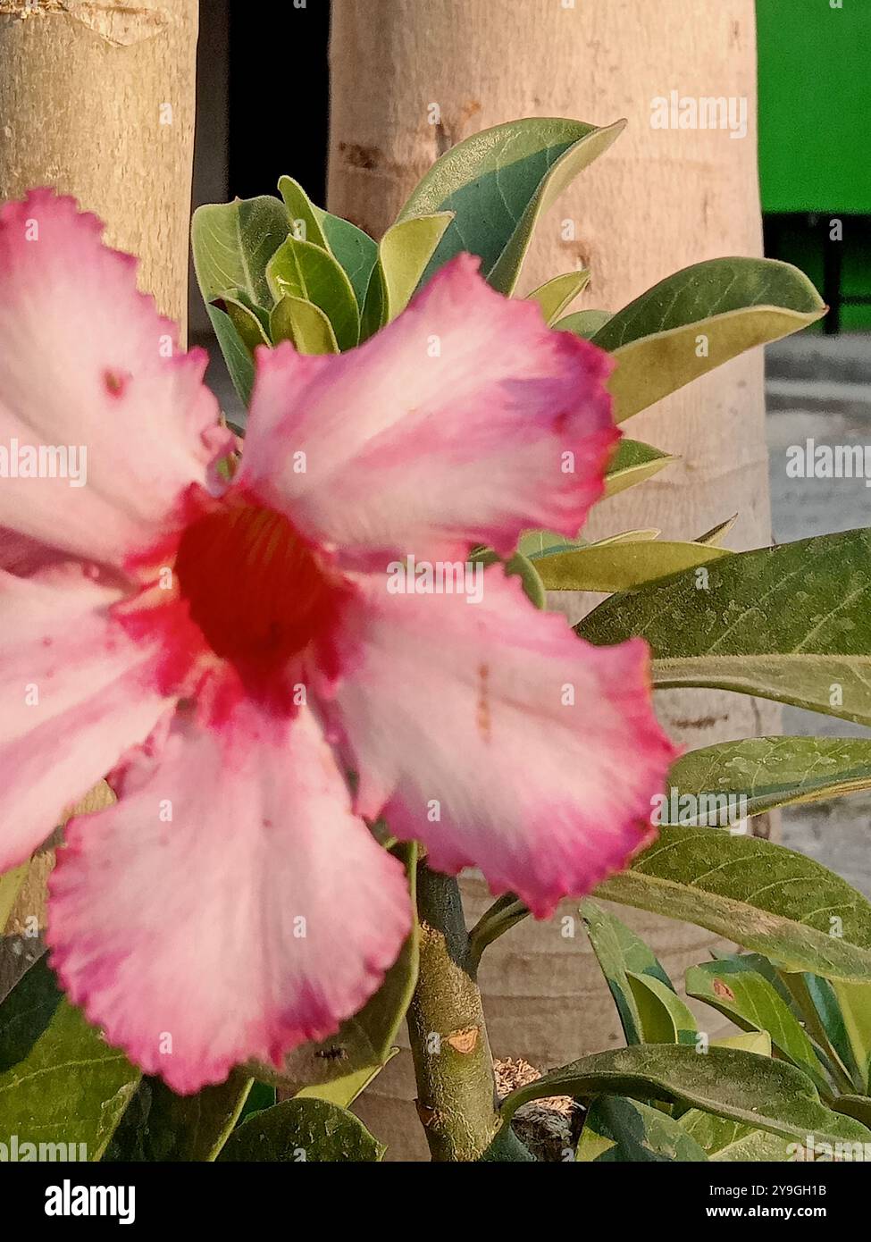 Beautiful flower adenium hi-res stock photography and images - Alamy