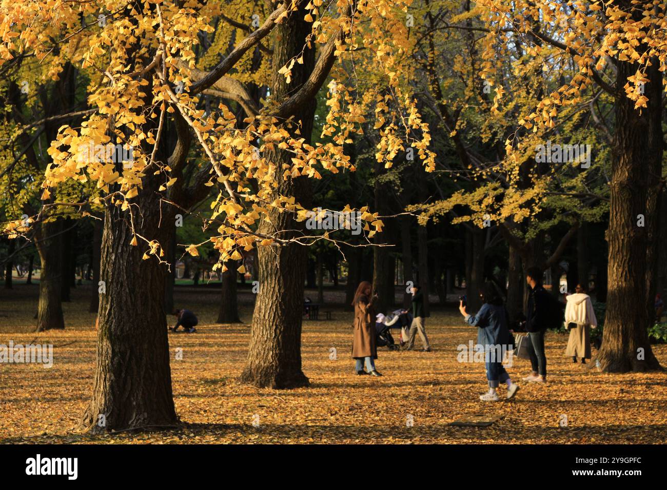 Daily life in Japan People enjoying a walk in Yoyogi Park lined with ...