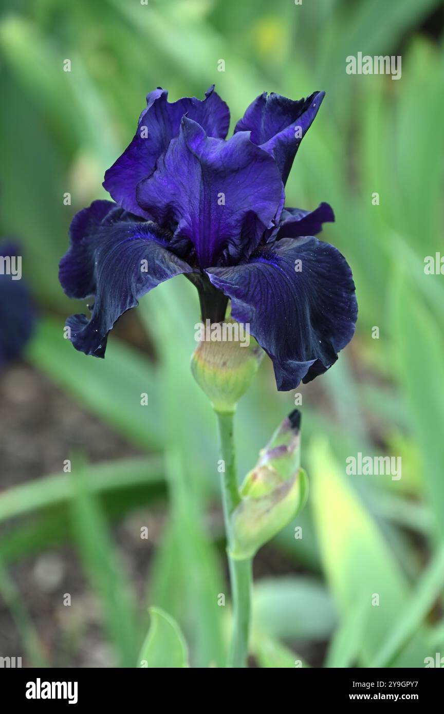 Dark purple early summer flowers of bearded iris Draco growing in a ...