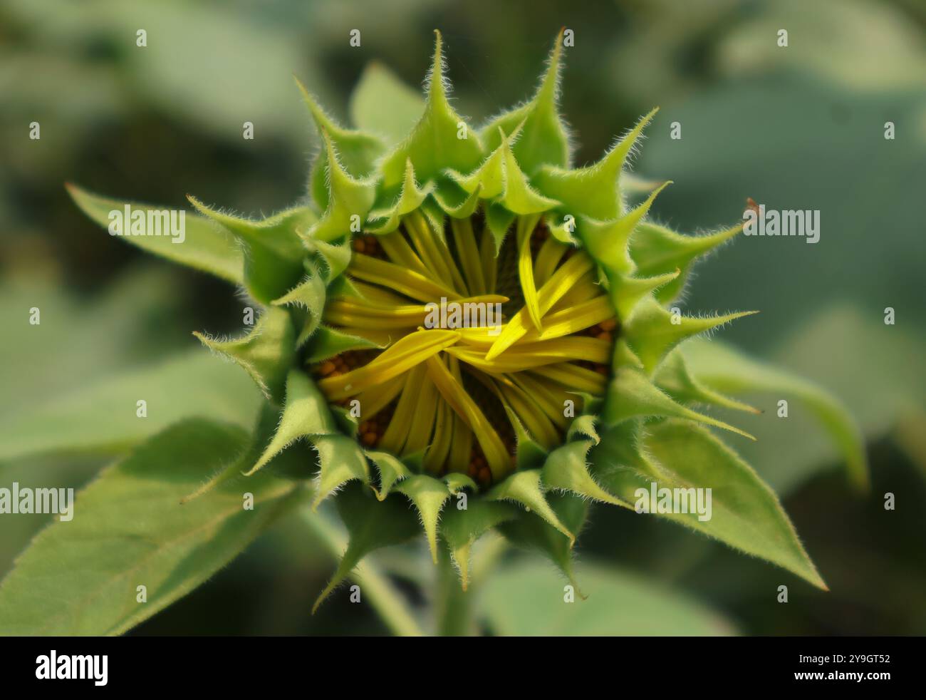 Morning Bloom: The Unveiling of a Sunflower Bud Stock Photo - Alamy