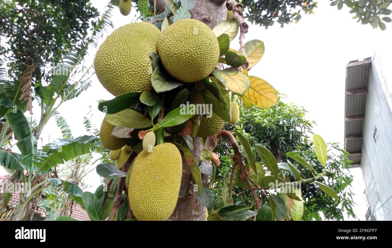 Seeds from ripe jackfruit hi-res stock photography and images - Alamy