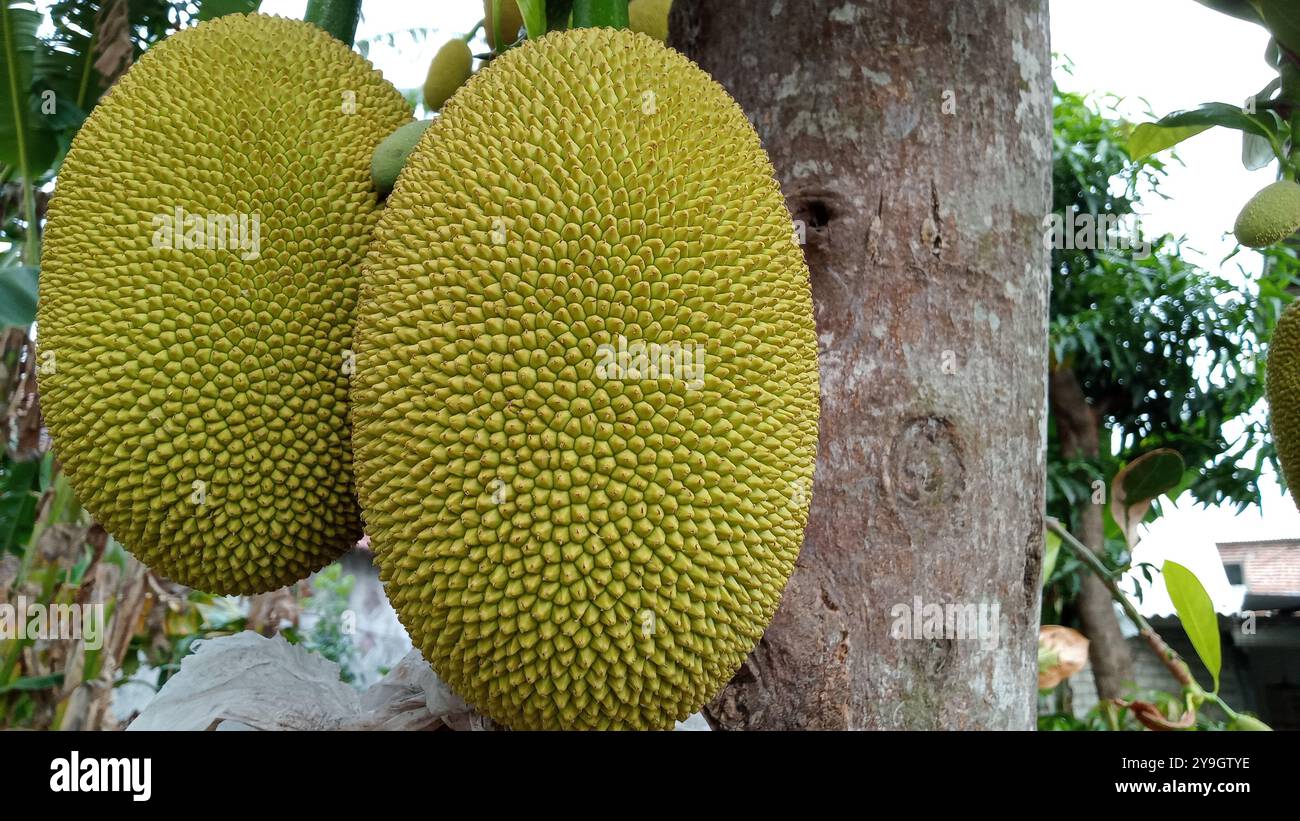 Seeds from ripe jackfruit hi-res stock photography and images - Alamy