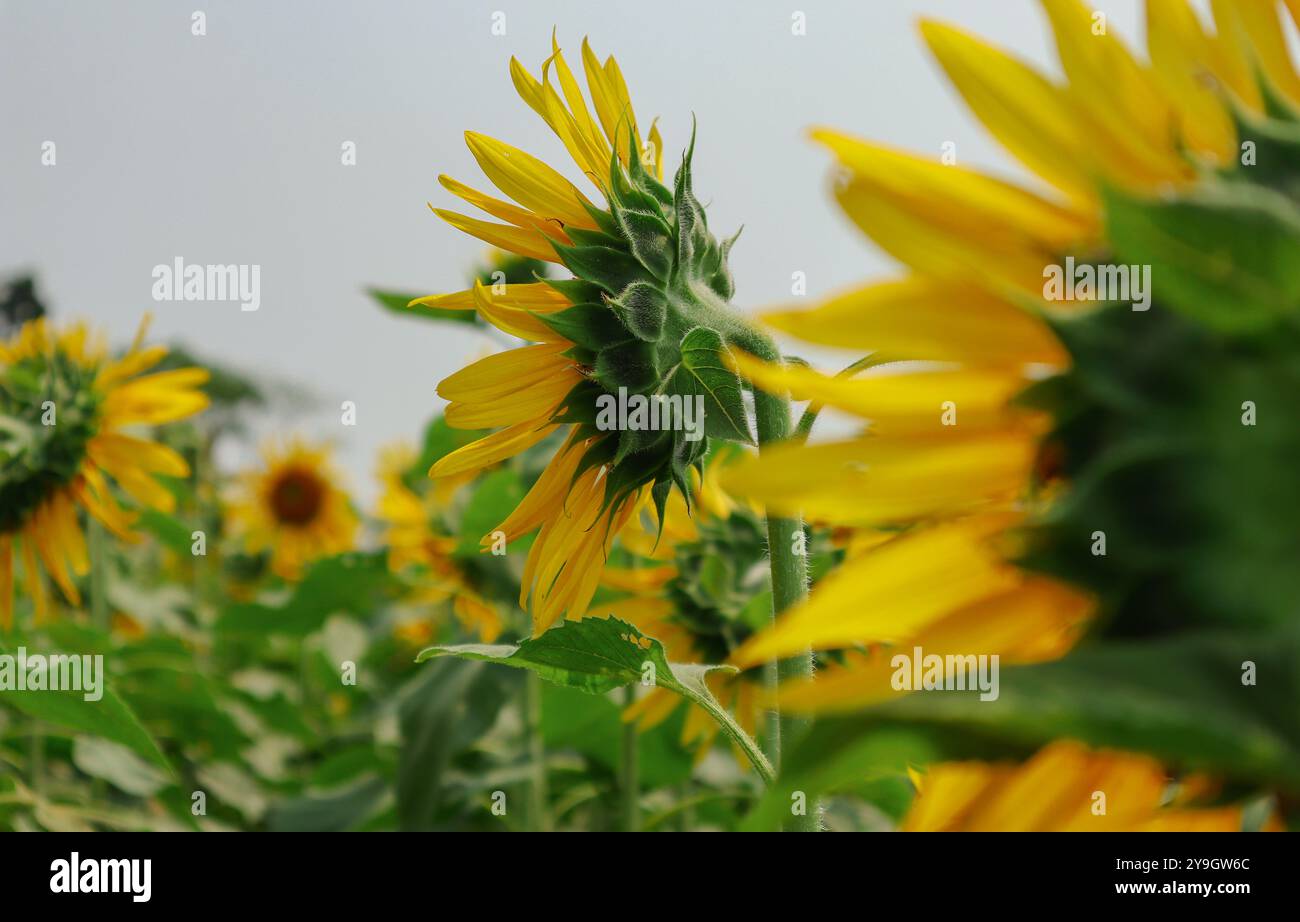 Sunflowers in full bloom, nature’s golden masterpiece Stock Photo - Alamy