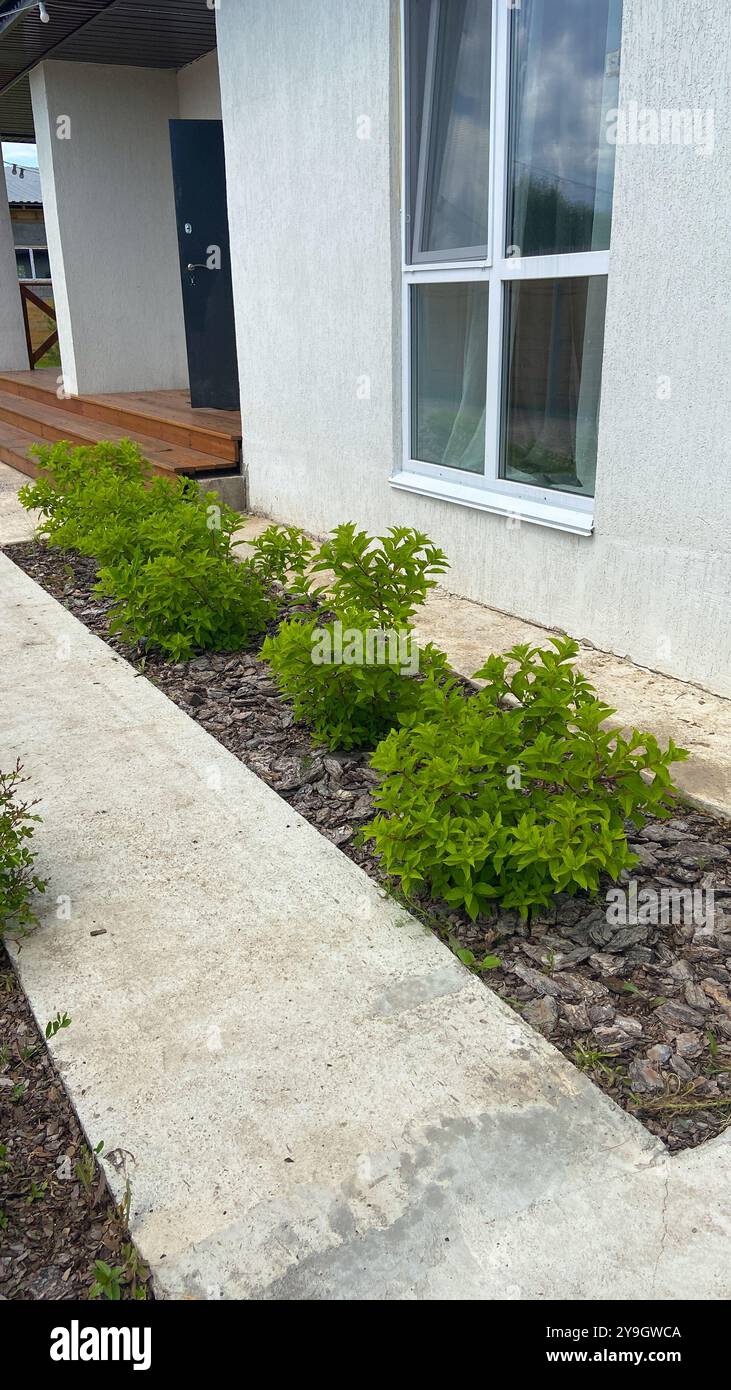 Neat row of green shrubs lines the concrete pathway against the white ...