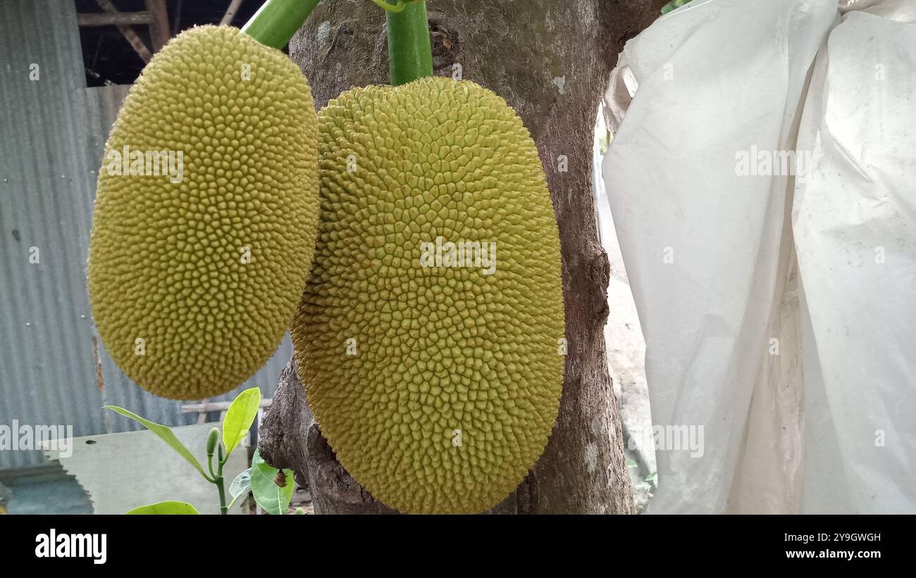 Seeds from ripe jackfruit hi-res stock photography and images - Alamy