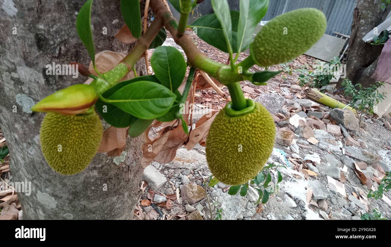 Jackfruit dish hi-res stock photography and images - Alamy