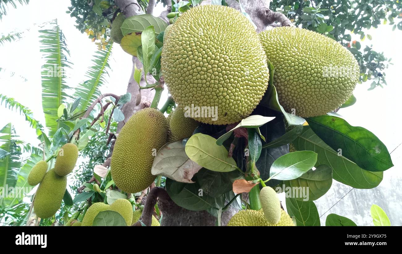 Seeds from ripe jackfruit hi-res stock photography and images - Alamy