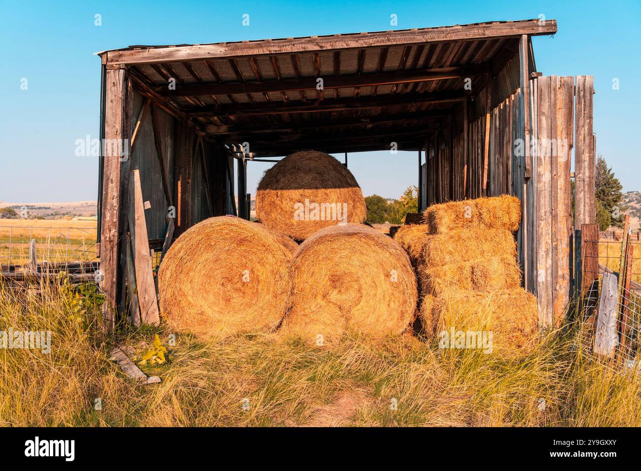 Stacks of hay in bales & squares are wedged into a small metal wood ...