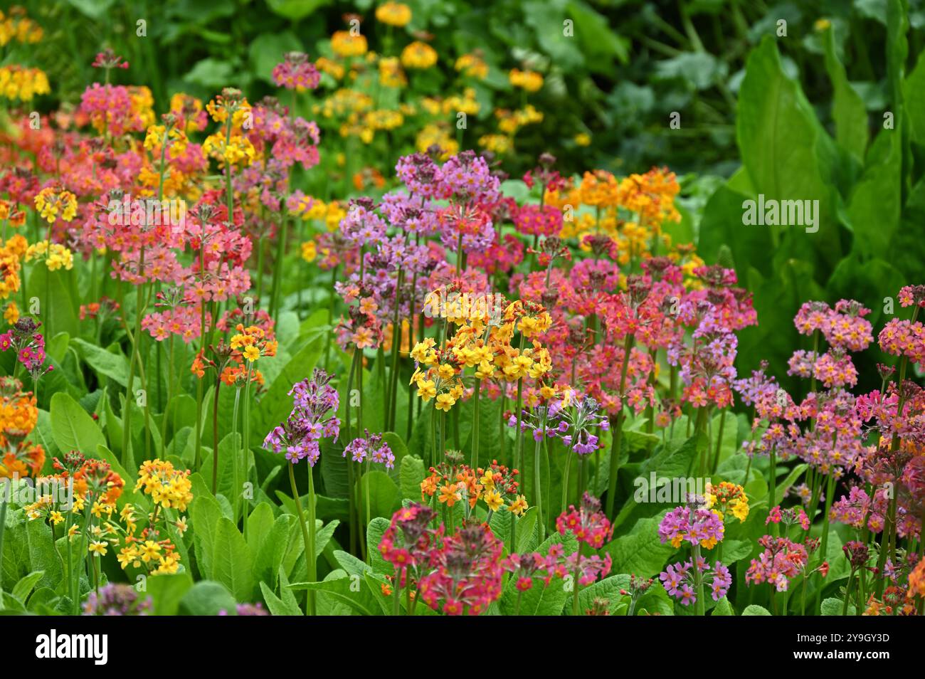 Mixed spring flowers of Candelabra primroses, candelabra primulas ...