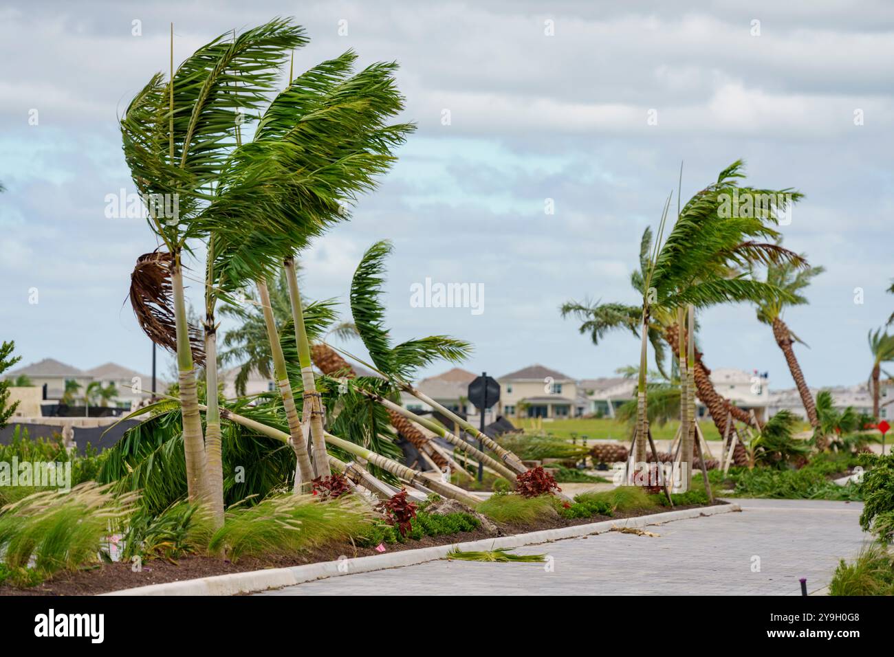 Trees fallen from tornadoes caused by Hurricane Milton Palm Beach ...